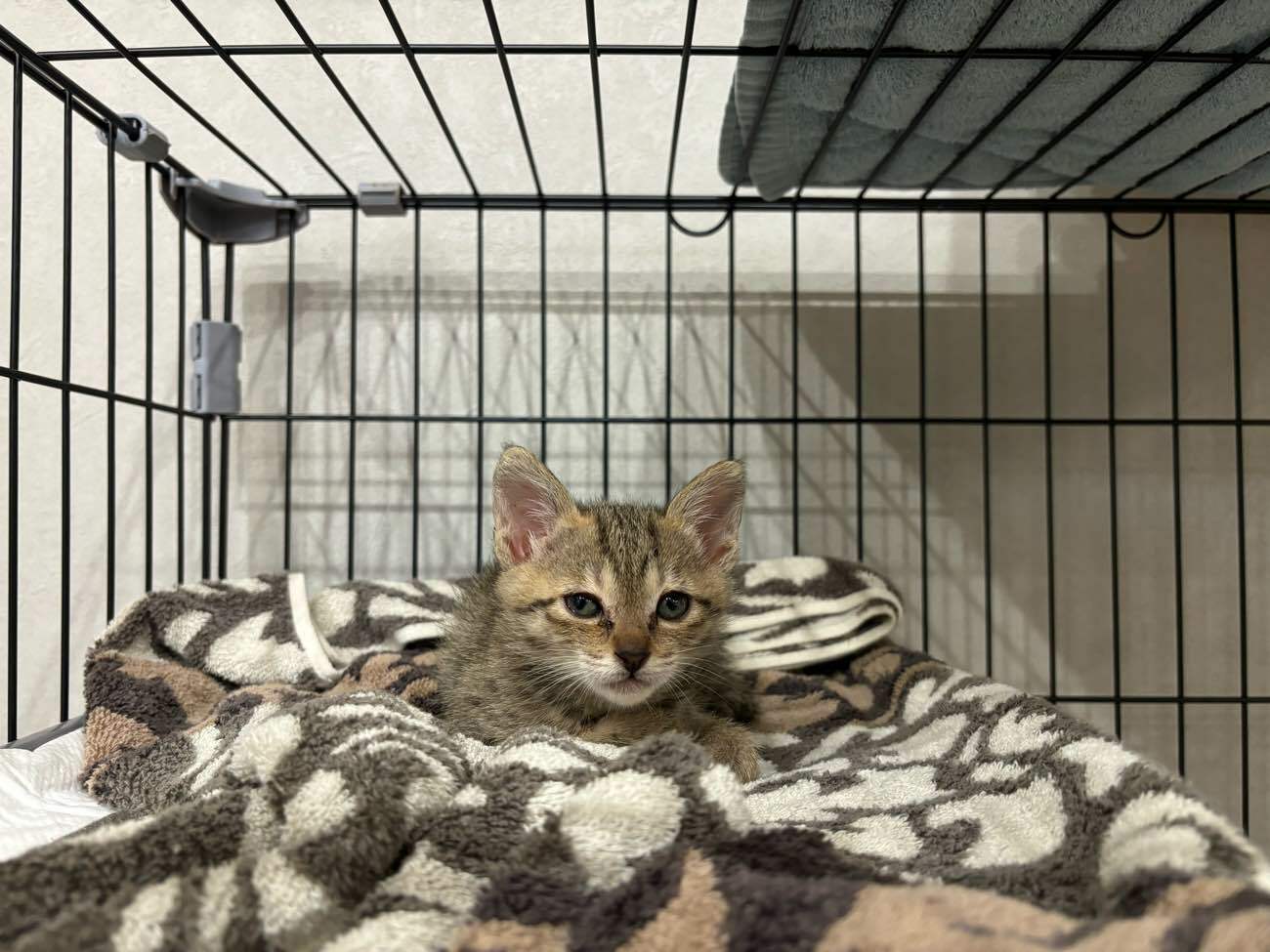 ねこシェルフ取付 〈12〉 | 名古屋市緑区リフォーム・リノベならTOMO Life(トモライフ) ｜鳴海駅徒歩5分｜ 無料見積、ご提案